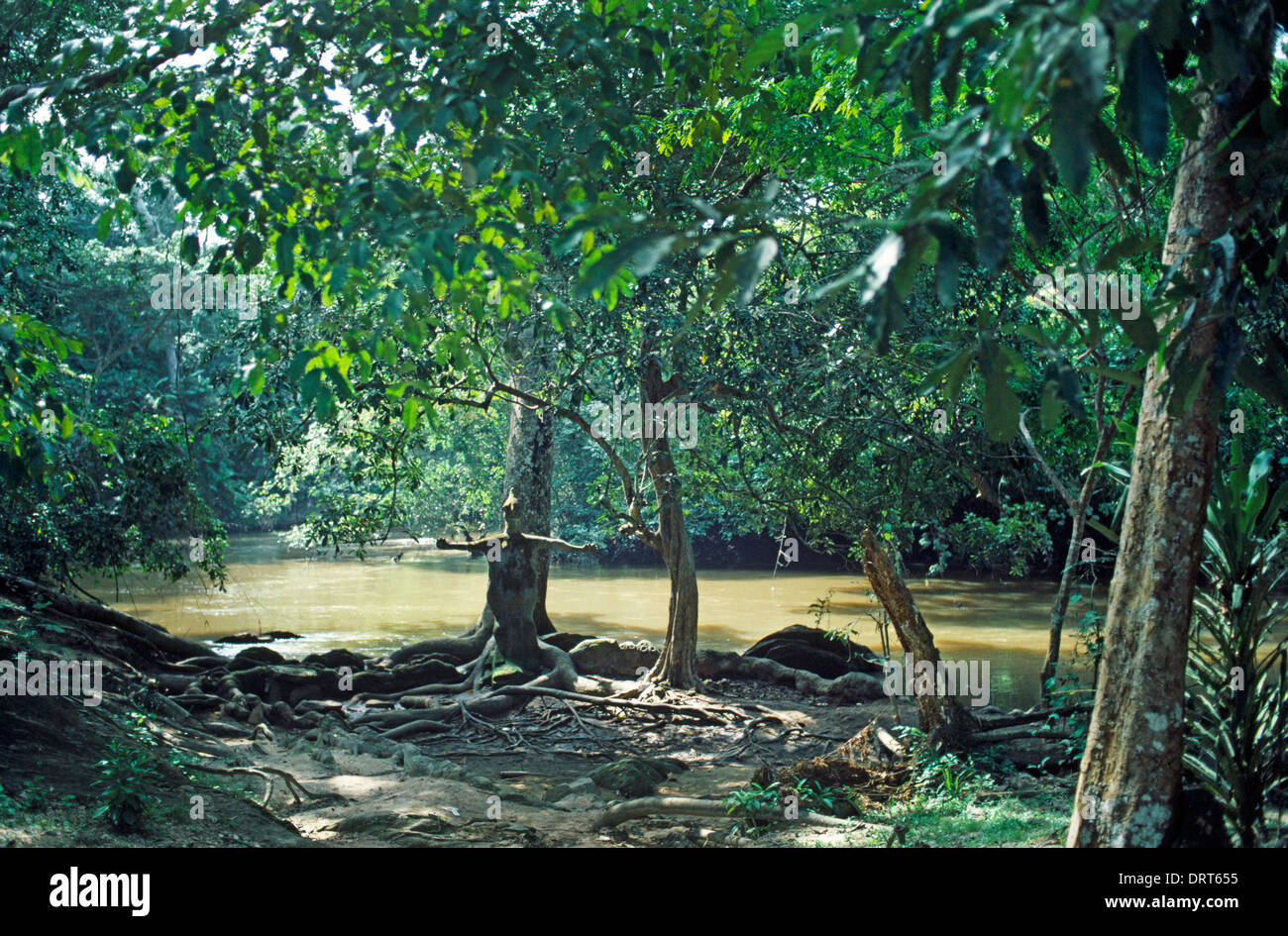 Osogbo Nigeria Osun-Osogbo Sacred Grove Regarded As The Goddess Osun ...