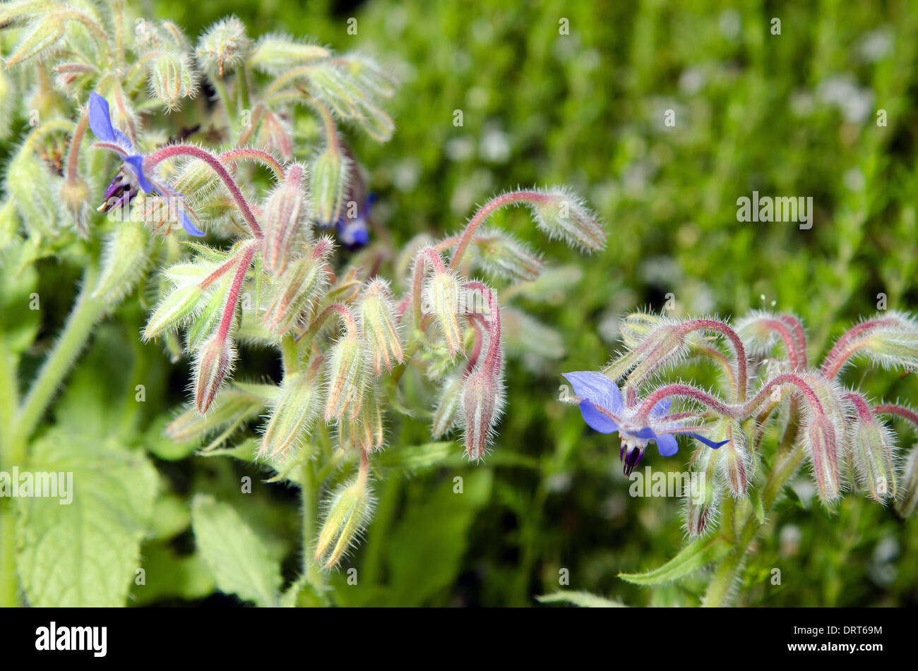 Borage flowers (borago officinalis) on nature backgrounds Stock Photo ...