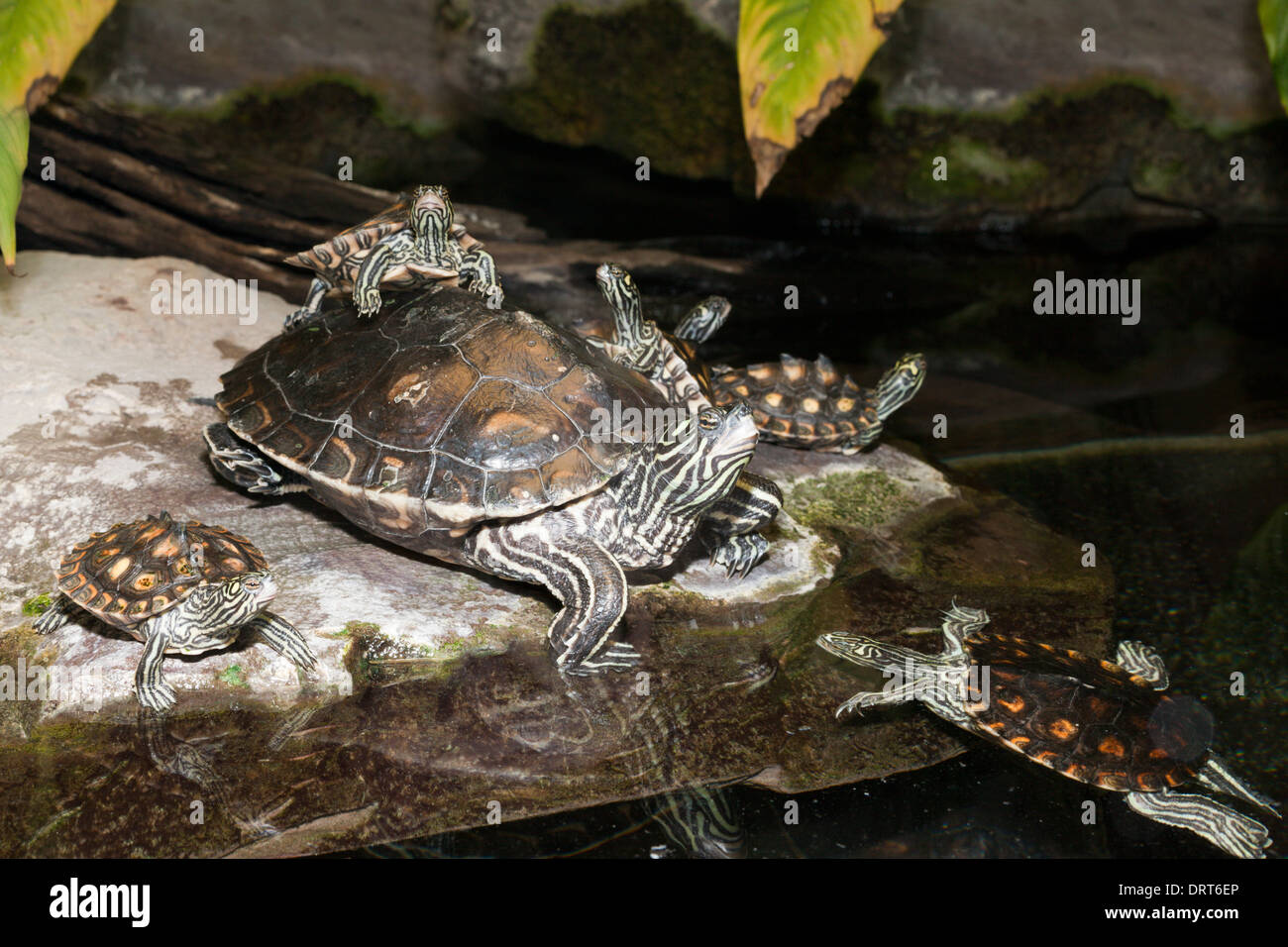River Cooter, Pseudemys concinna floridana, Florida, USA Stock Photo ...