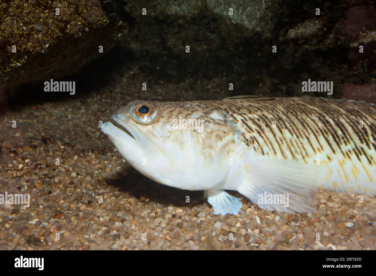 Greater Weaver, Trachinus draco, Sardinia, Italy Stock Photo - Alamy