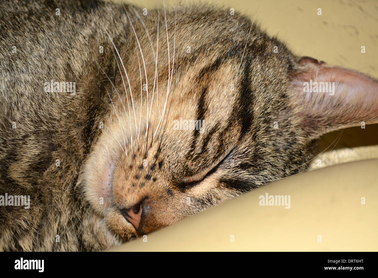 a tabby cat sleeping Stock Photo - Alamy