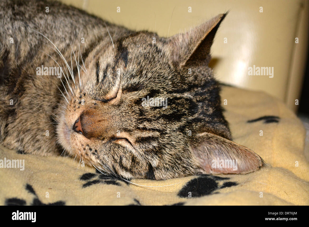 Tabby cat sleeping hi-res stock photography and images - Alamy