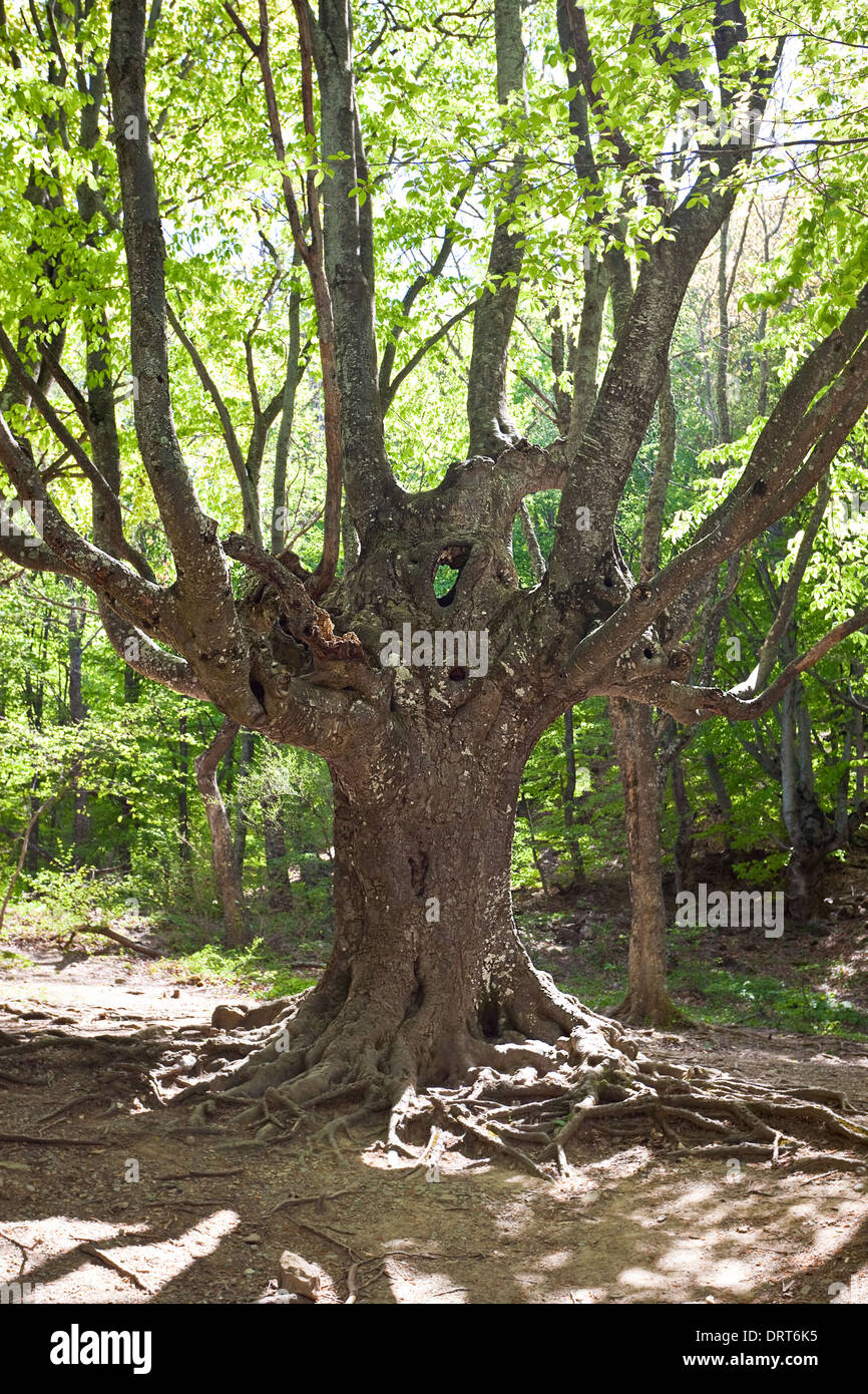 Old tree hi-res stock photography and images - Alamy