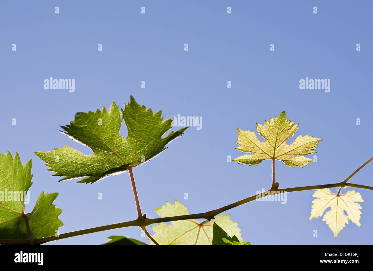 Grape vine leaves hi-res stock photography and images - Alamy