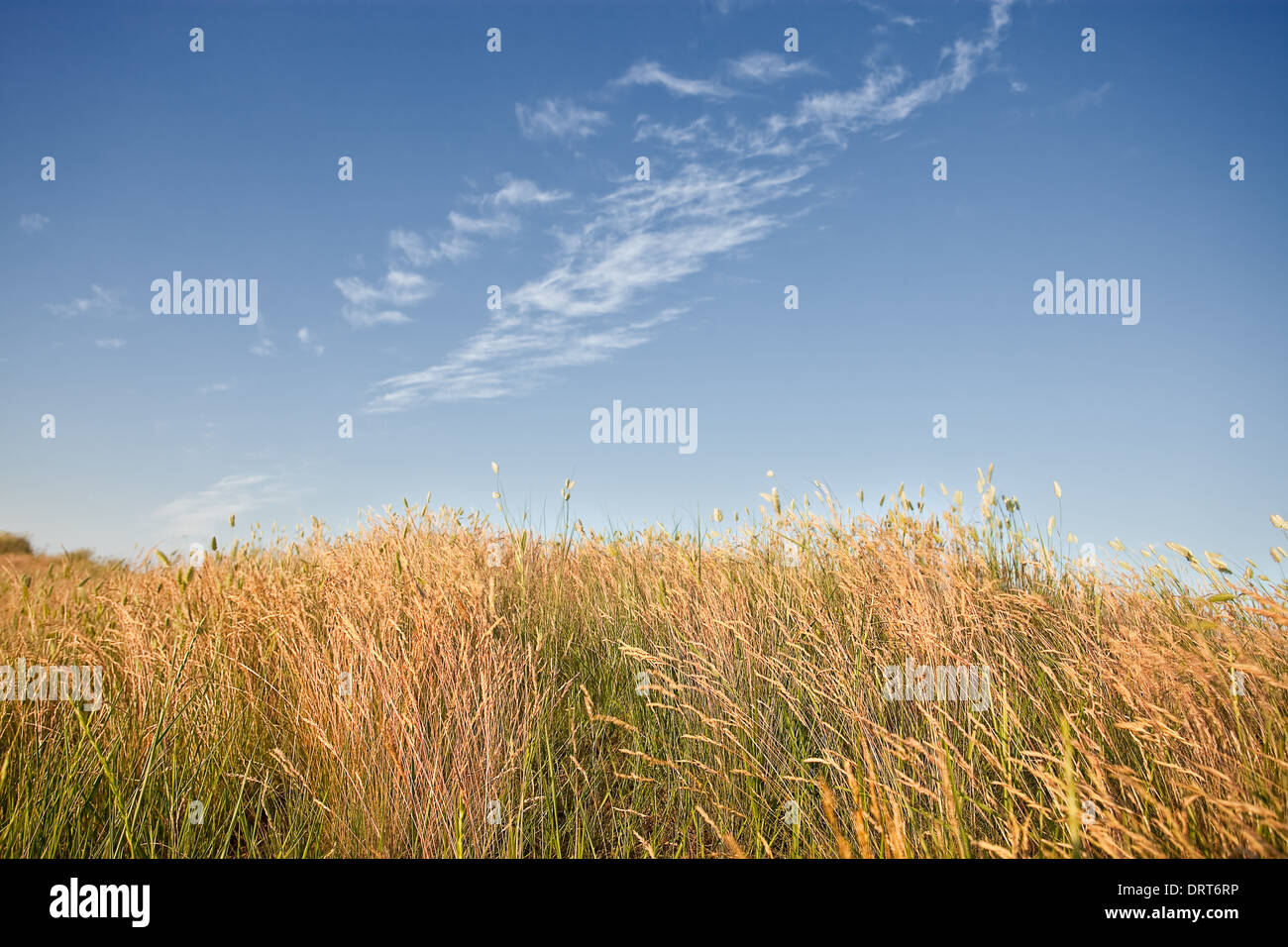 field of wild wheat Stock Photo - Alamy