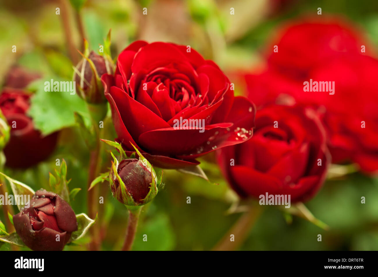 Red roses garden Stock Photo - Alamy
