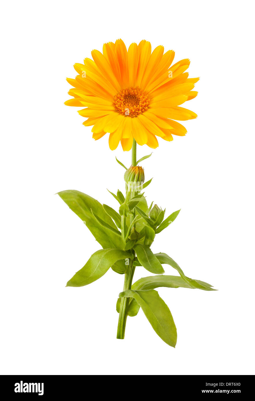 Calendula flower isolated on white Stock Photo - Alamy