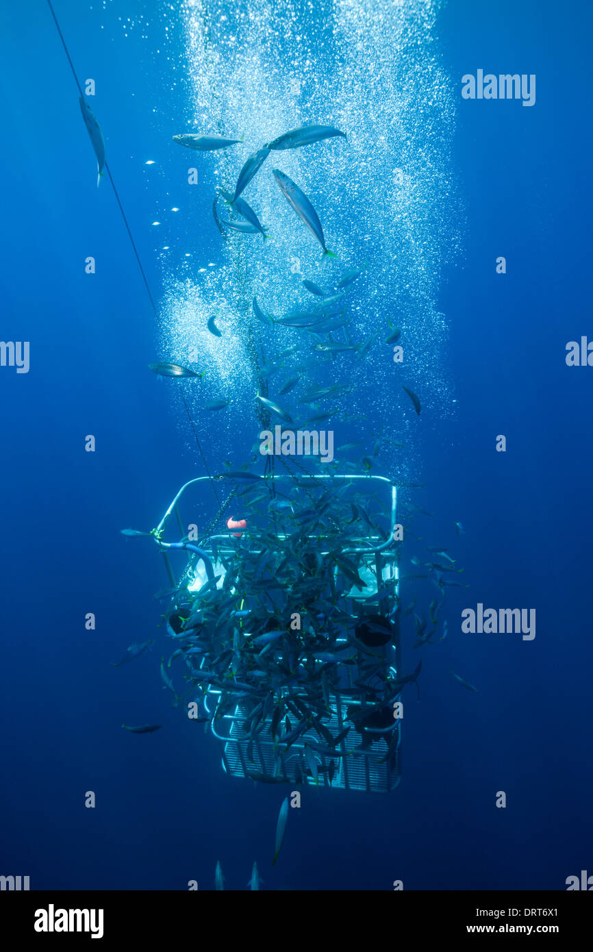 Great White Shark Cage Diving, Guadalupe Island, Mexico Stock Photo - Alamy