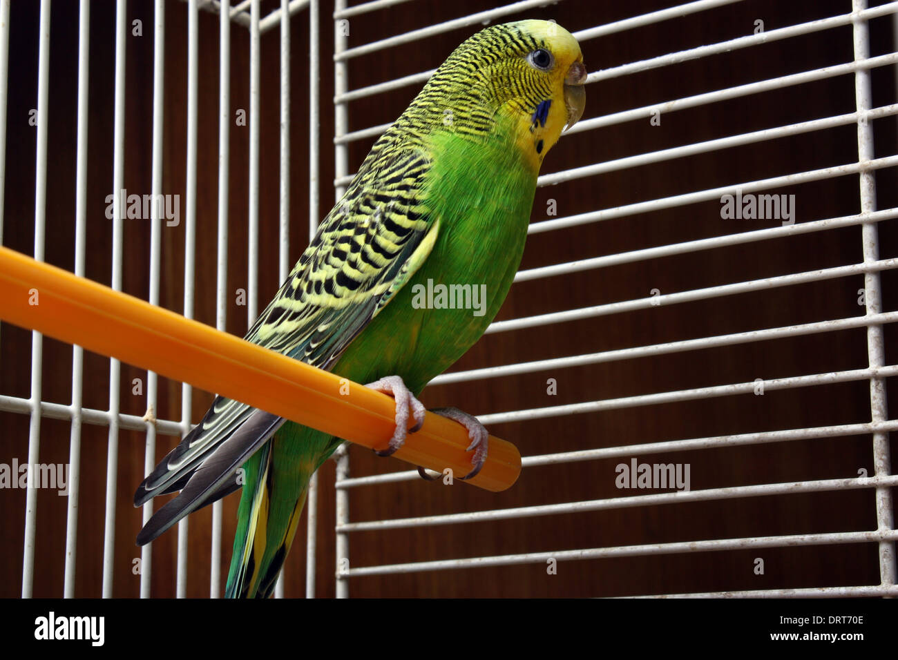 Yellow green wavy parrot sits in a cage Stock Photo - Alamy