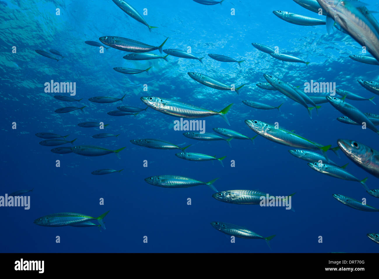 Trachurus fish hi-res stock photography and images - Alamy