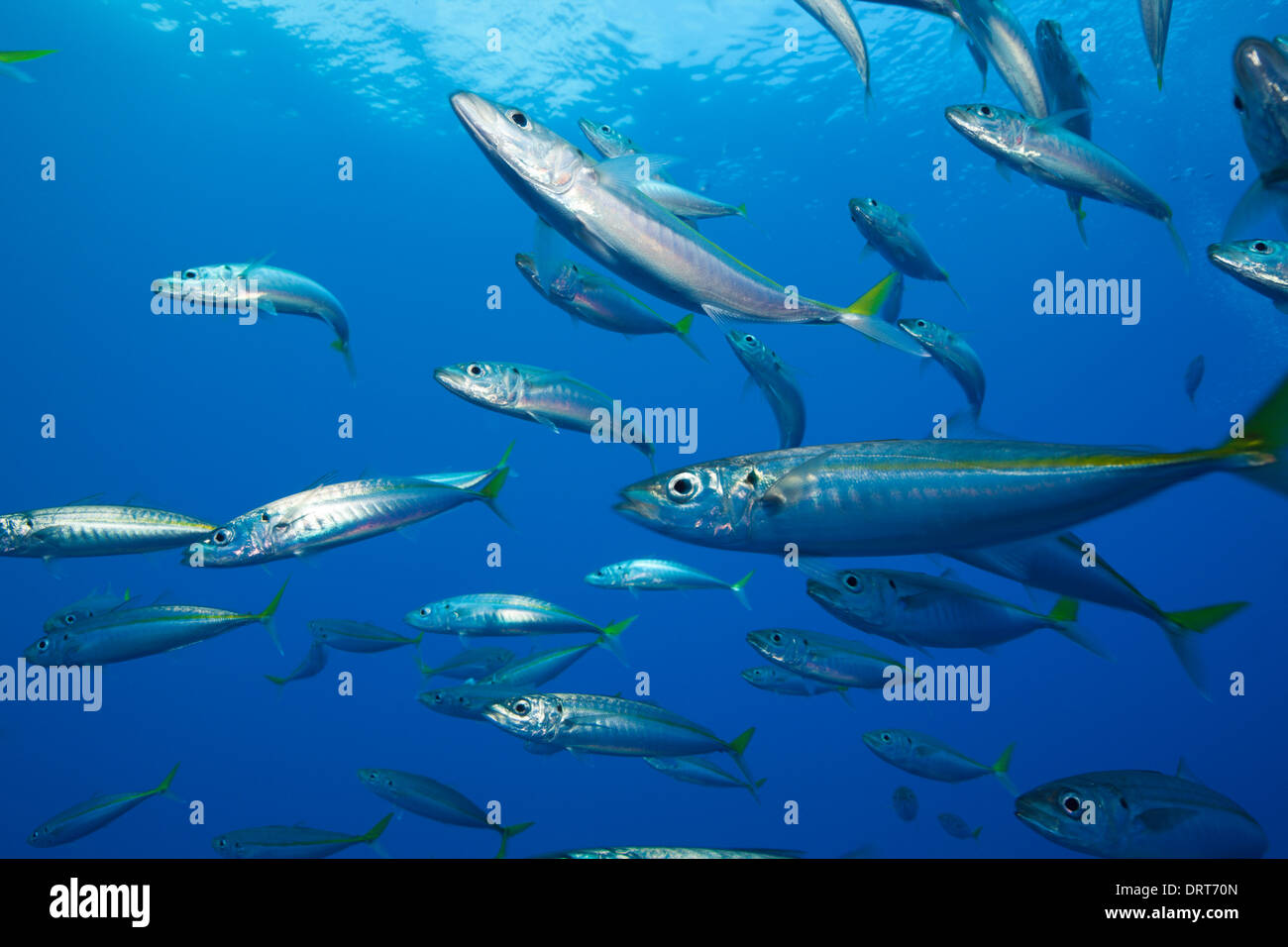 Trachurus fish hi-res stock photography and images - Alamy