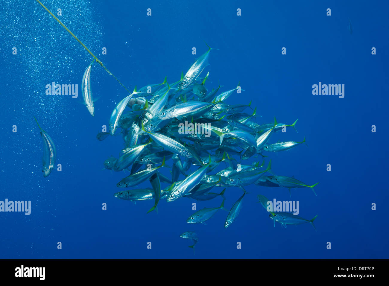 Pacific Jack Mackerels, Trachurus symmetricus, Guadalupe Mexico Stock ...
