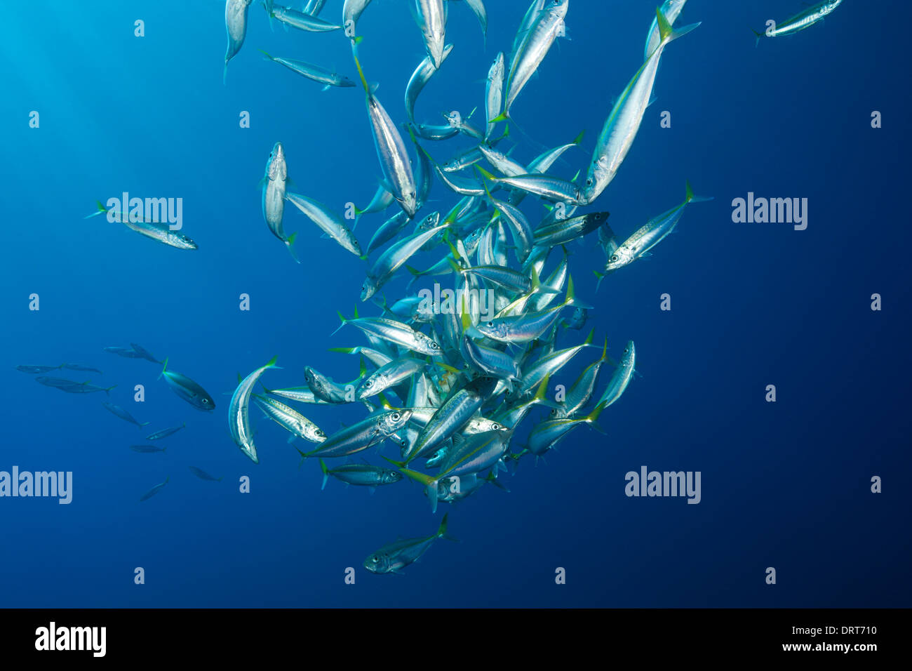 Pacific Jack Mackerels, Trachurus symmetricus, Guadalupe Mexico Stock ...