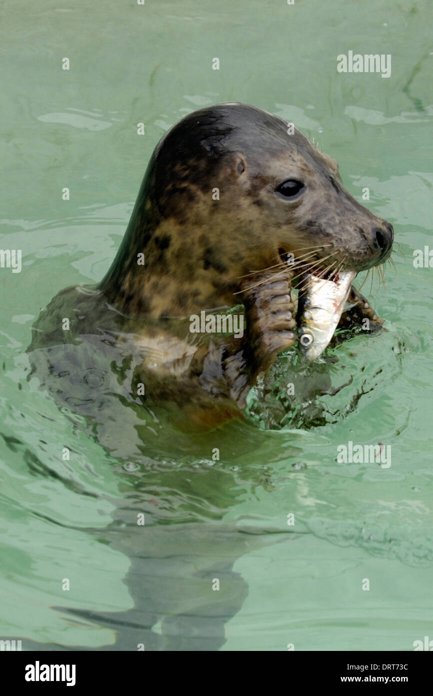 Grey Seal Eating High Resolution Stock Photography and Images - Alamy