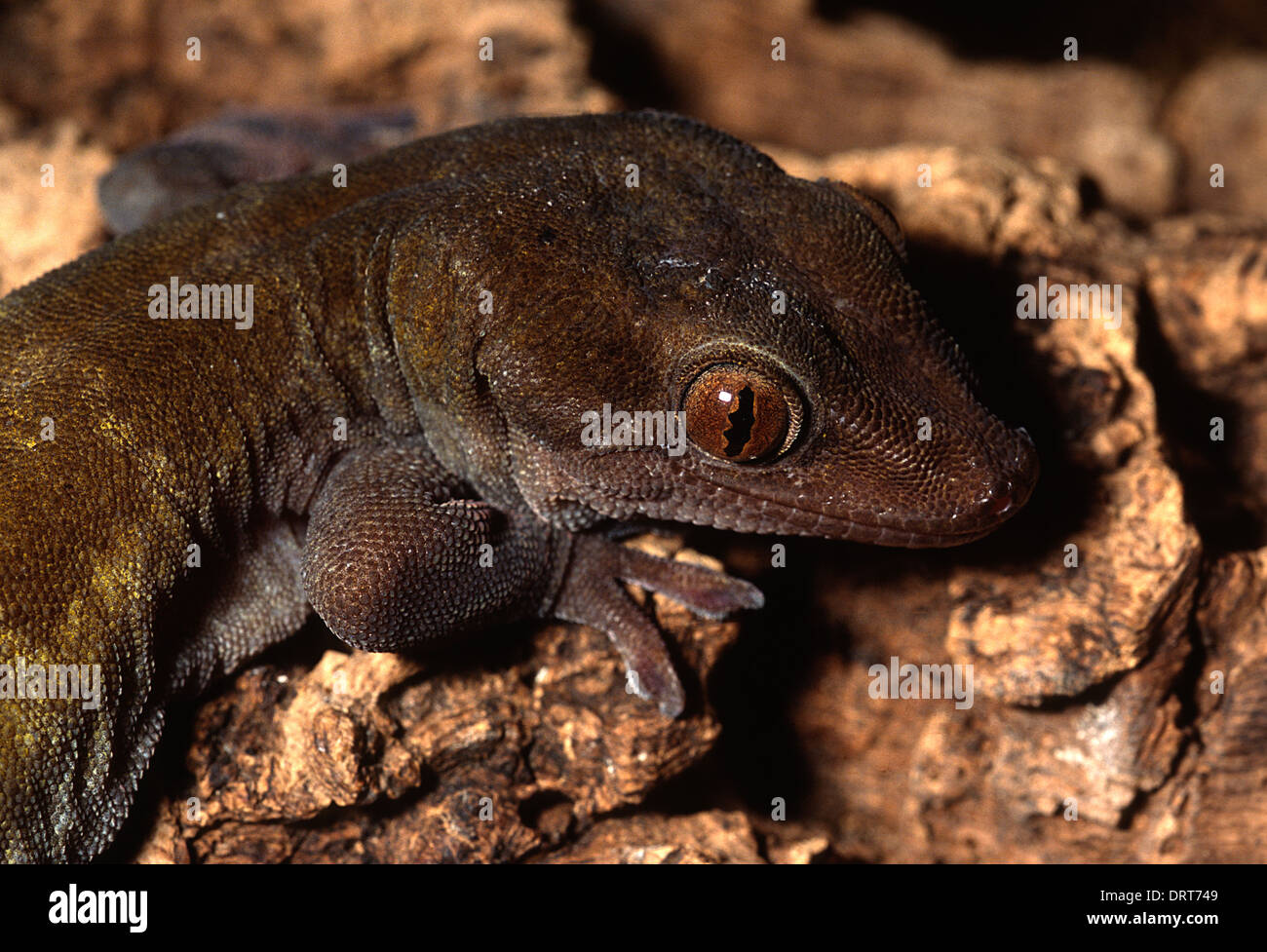 Golden Gecko Stock Photos & Golden Gecko Stock Images - Alamy