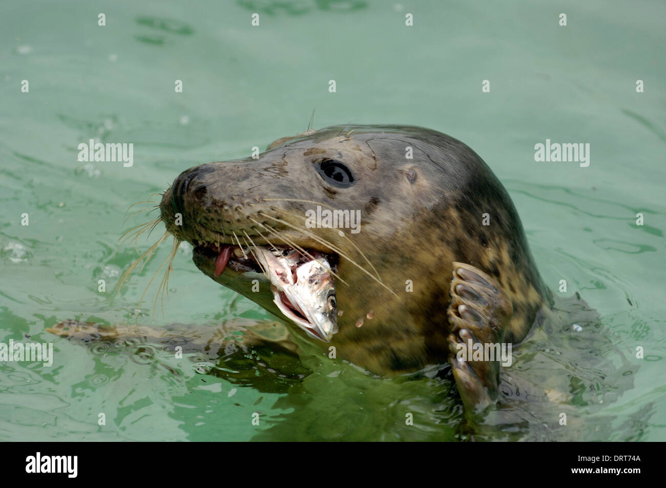 Grey Seal Eating Stock Photos & Grey Seal Eating Stock Images - Alamy