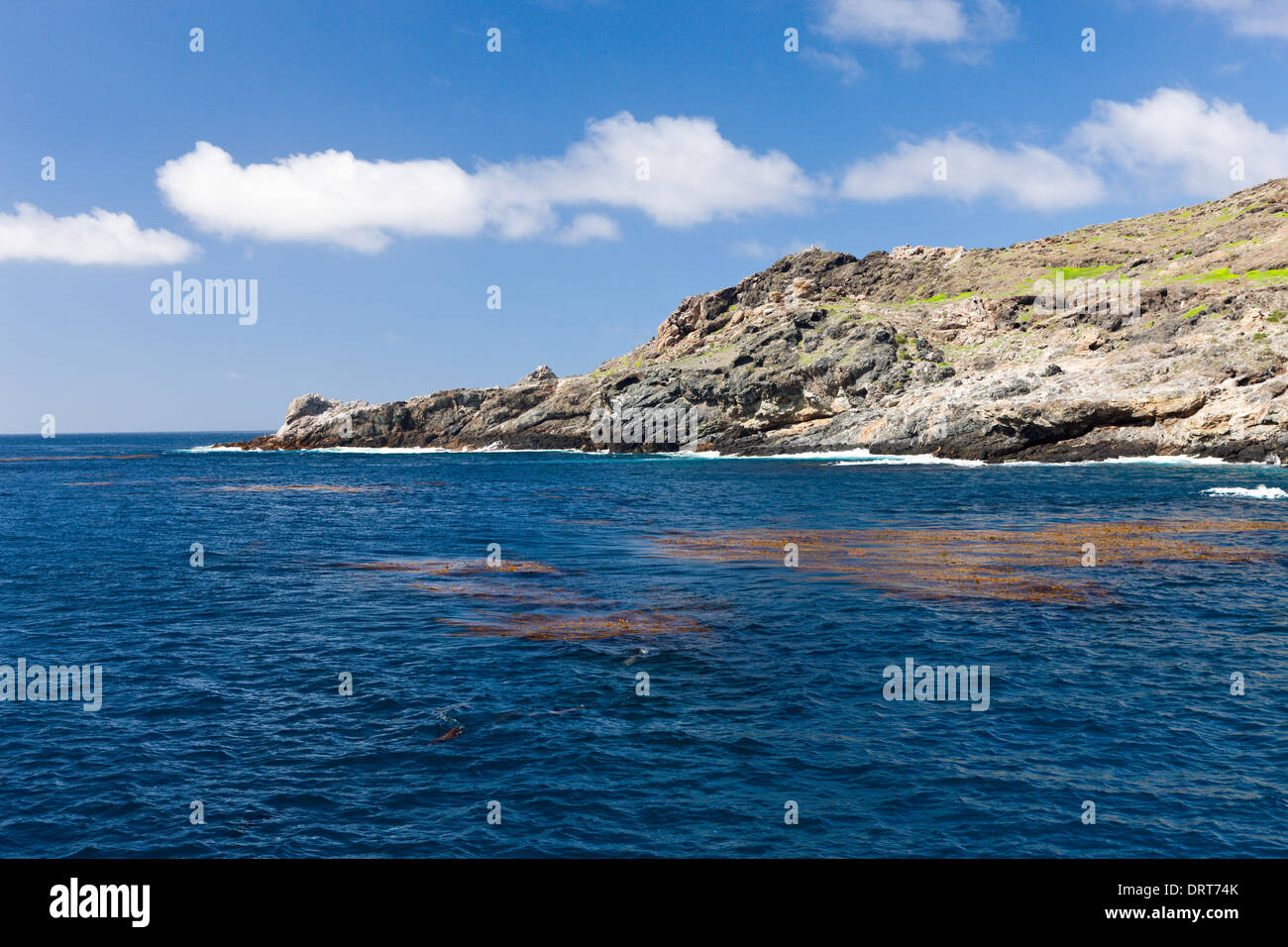 Kelp at Coast of San Benito, San Benito Island, Mexico Stock Photo - Alamy