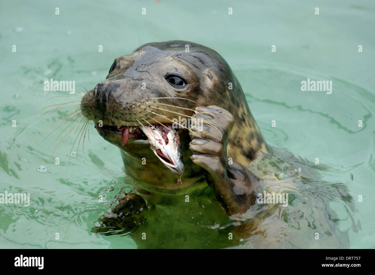 Grey seal eating hi-res stock photography and images - Alamy
