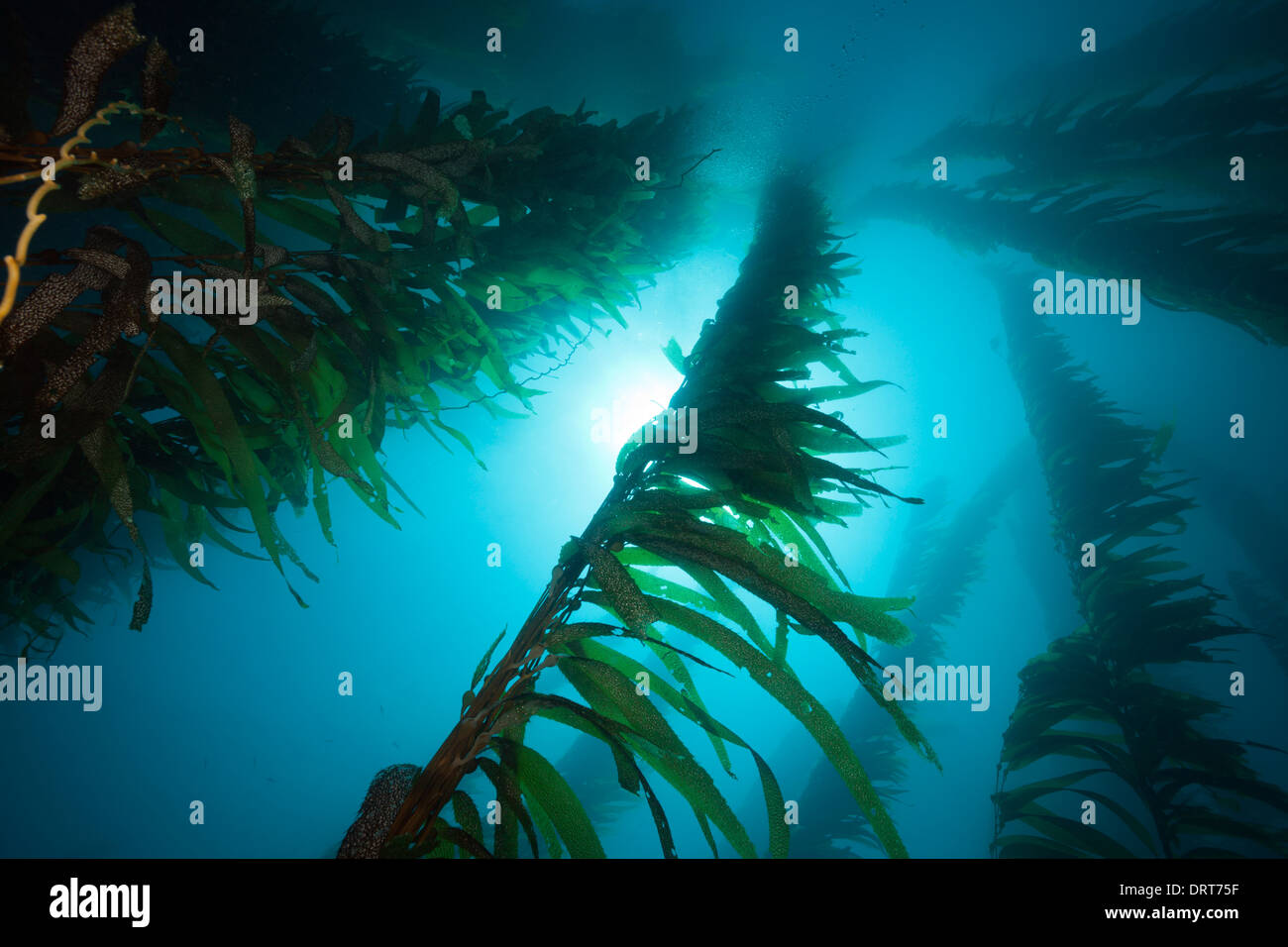 Kelp Forest Giant Kelp, Macrocystis pyrifera, San Benito Island, Mexico ...