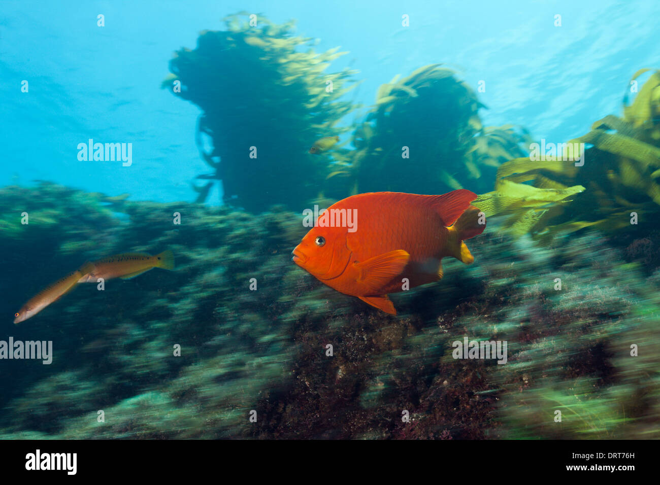 Kelp forest fish hi-res stock photography and images - Alamy