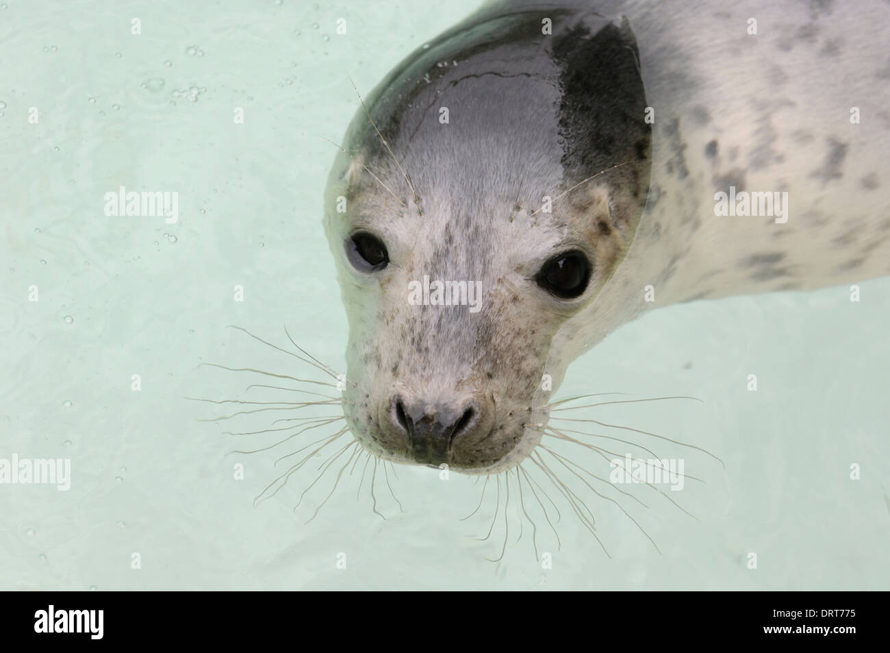 Smug seal hi-res stock photography and images - Alamy