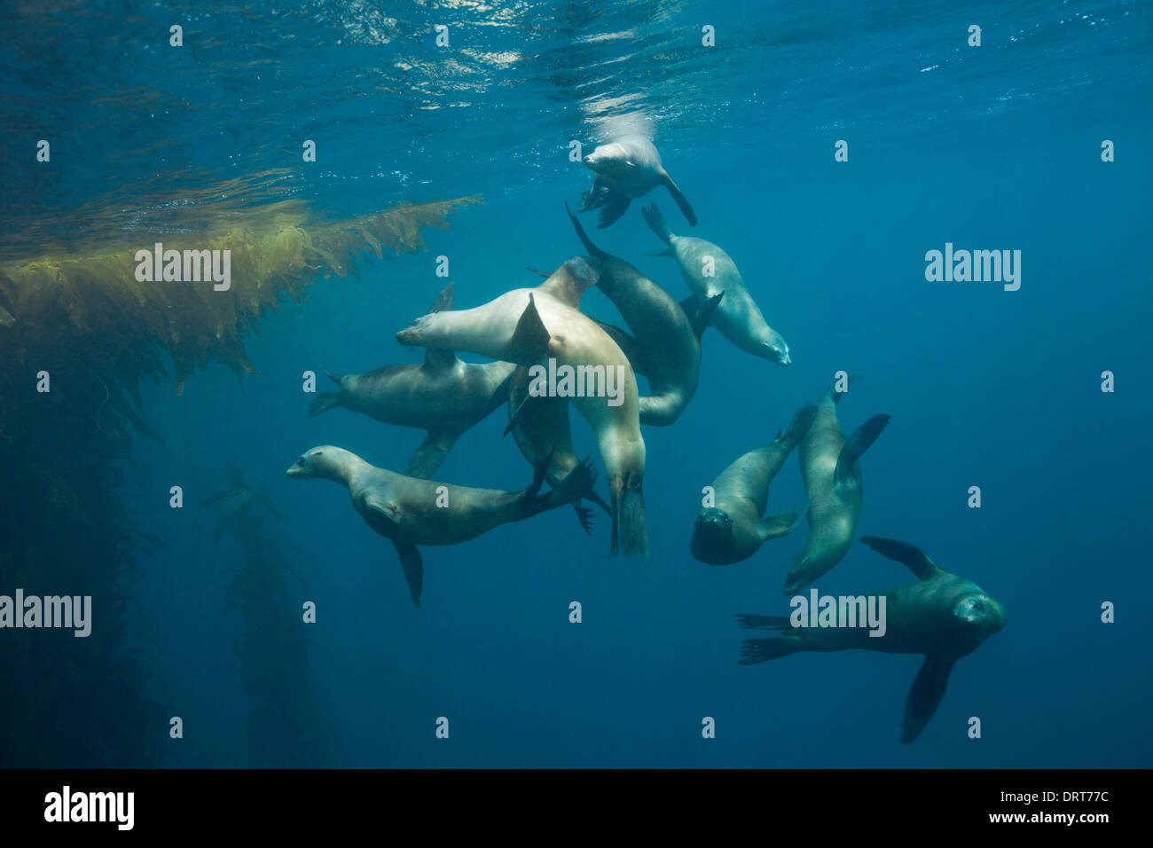 Animals animal california sea lions california sea lion canoidea hi-res ...