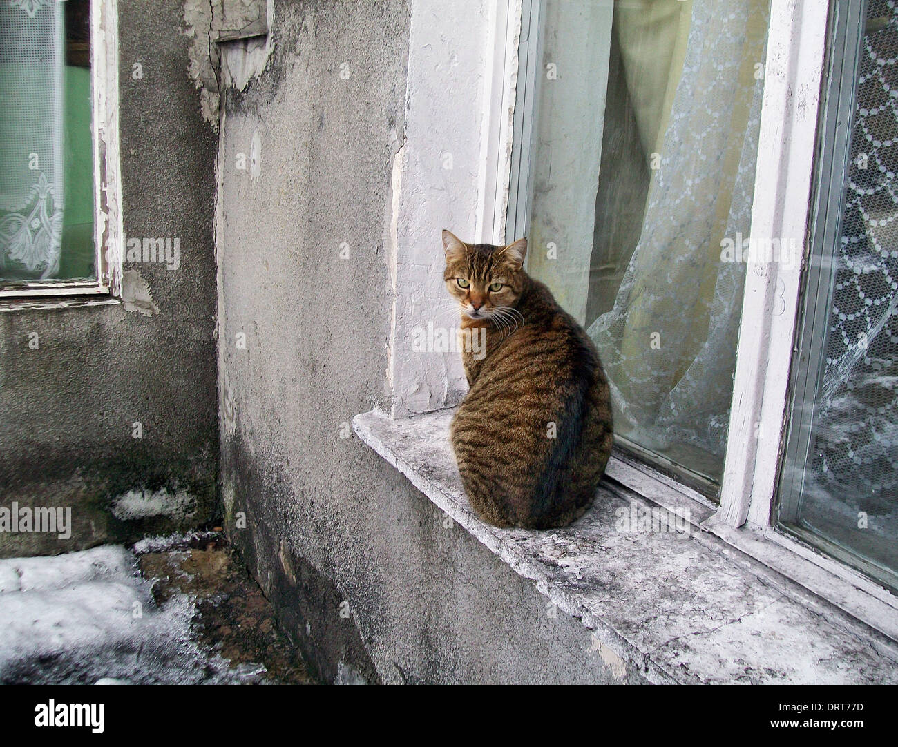 Cat poor sad abandoned homeless sitting on the windowsill Stock Photo ...