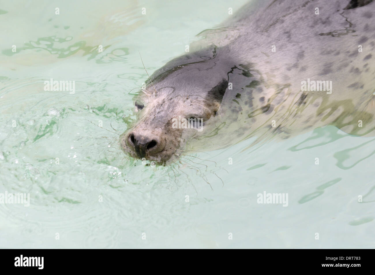 Smug seal hi-res stock photography and images - Alamy