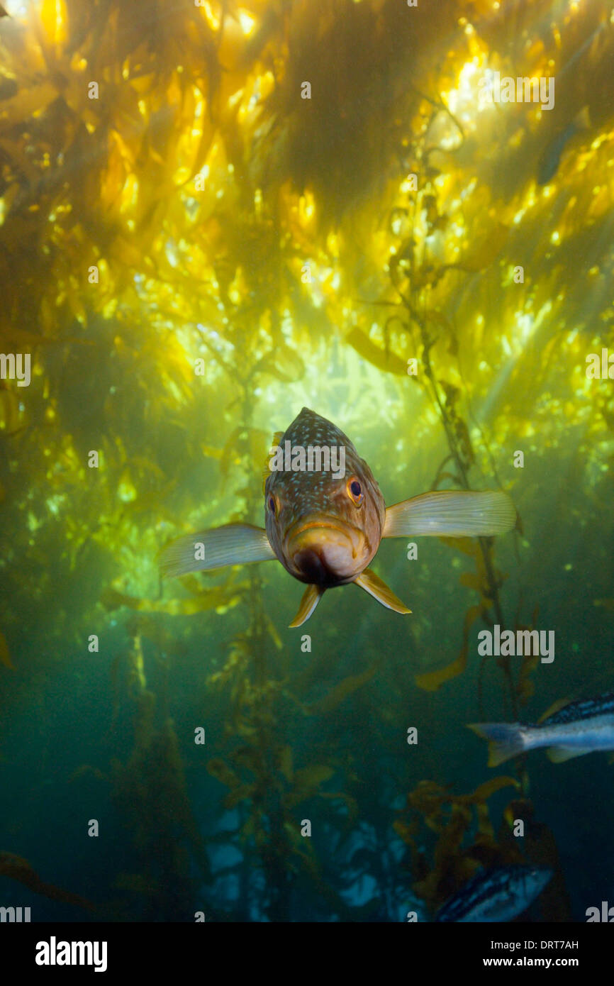 Kelp hi-res stock photography and images - Alamy