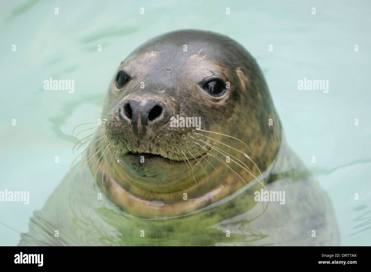 Smug seal hi-res stock photography and images - Alamy