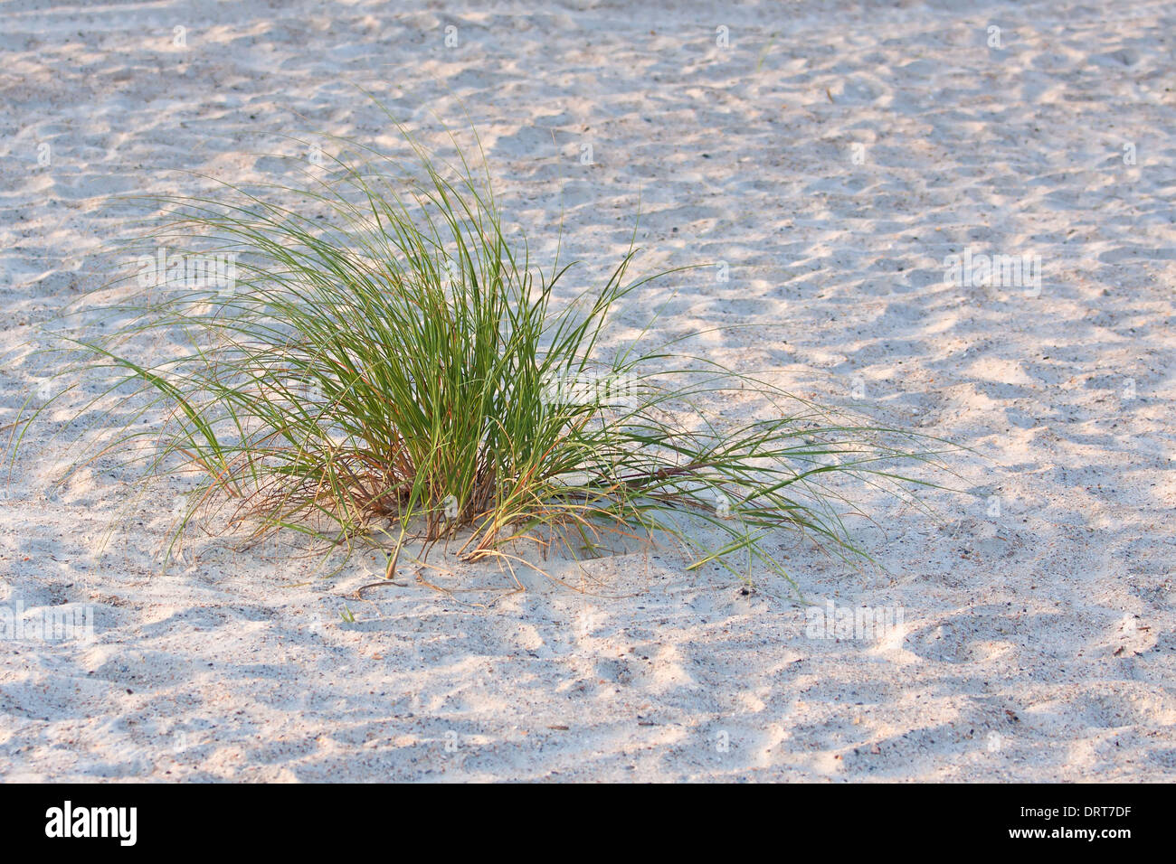 green sea grass on sand dune Stock Photo - Alamy