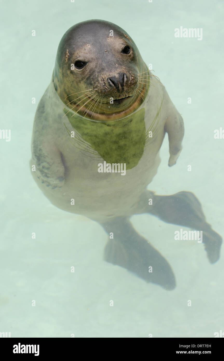 Smug seal hi-res stock photography and images - Alamy