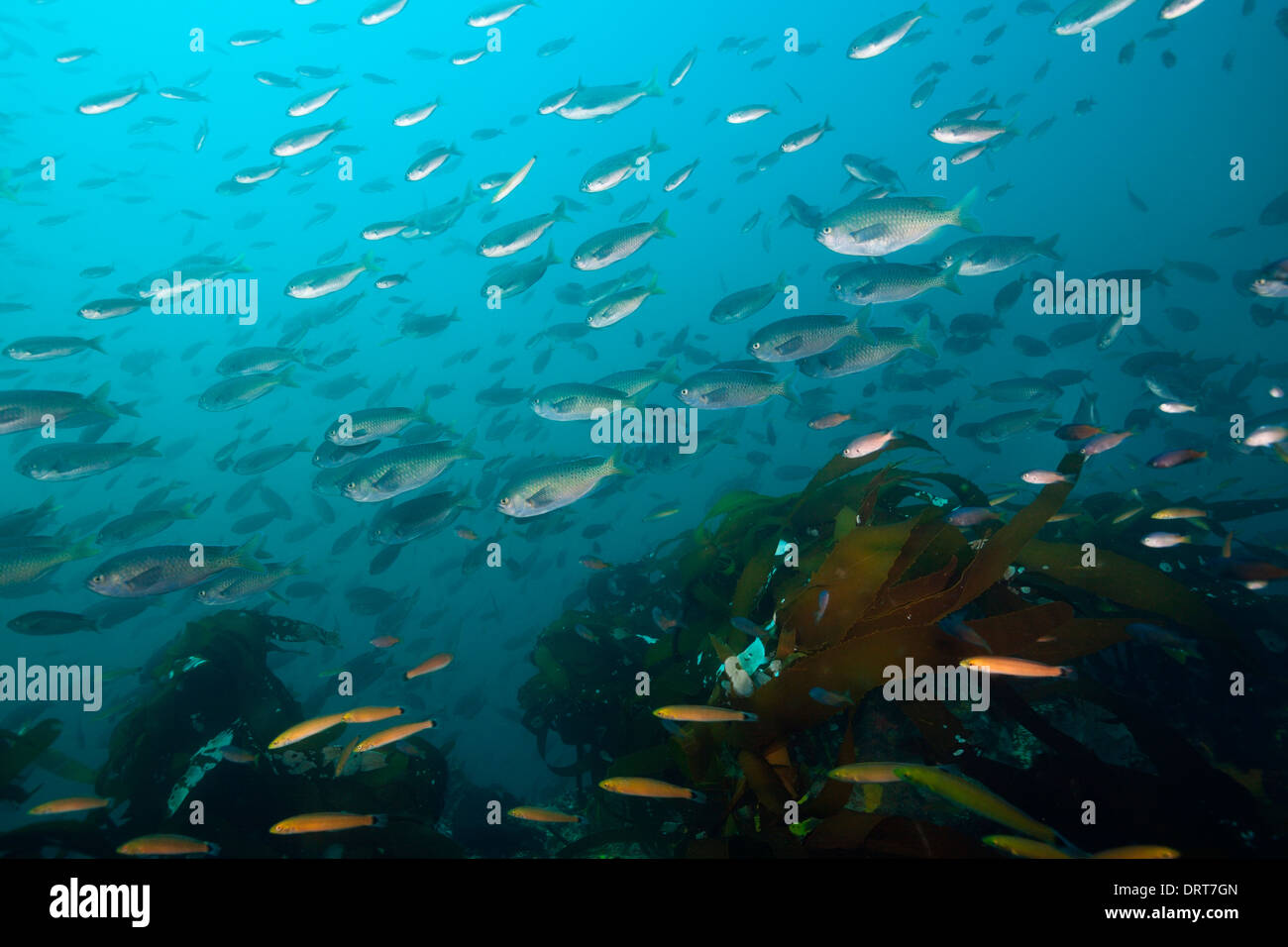 Shoal of Blacksmith Damselfish, Chromis punctipinnis, San Martin Island ...