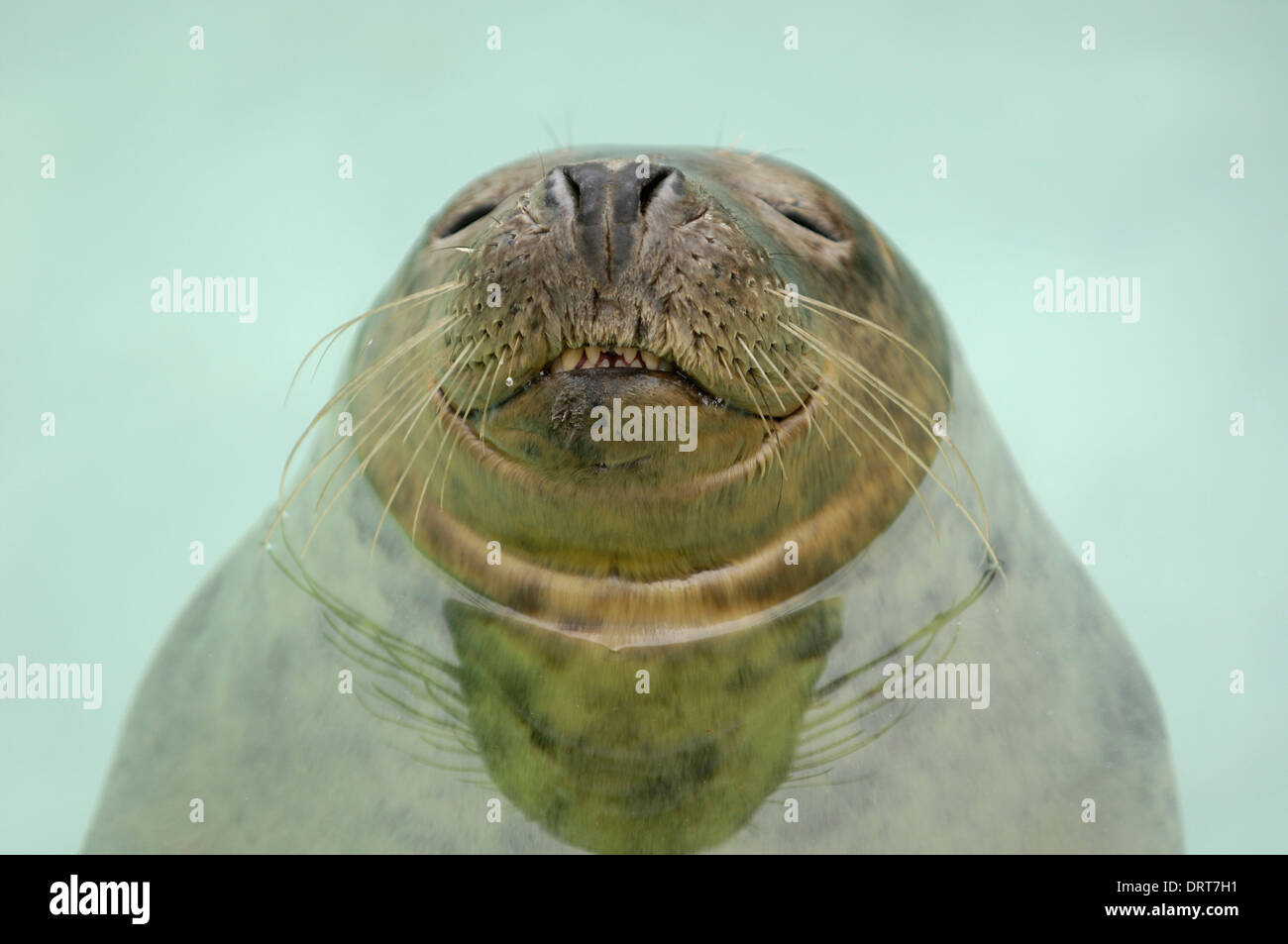 Smug seal hi-res stock photography and images - Alamy