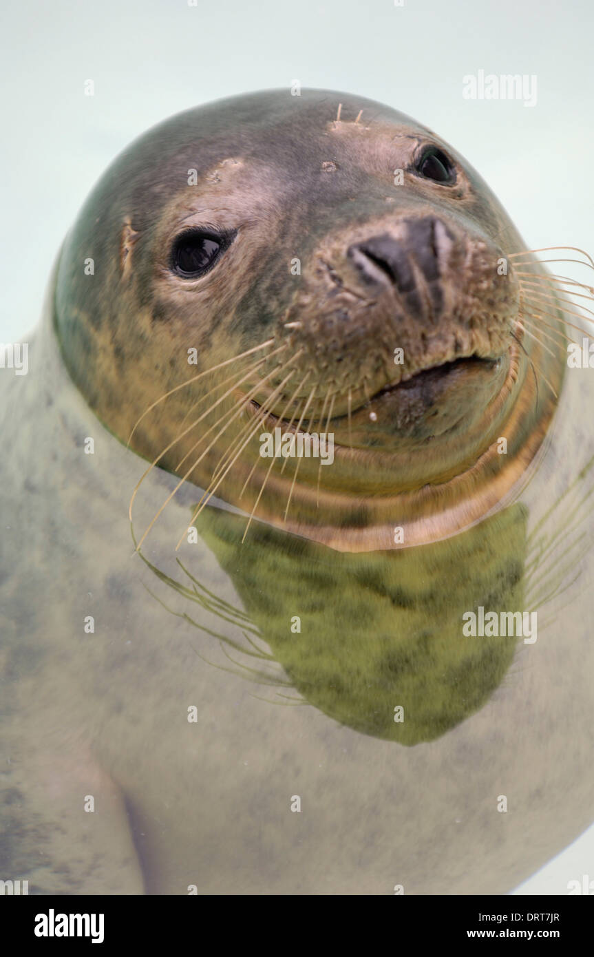Smug seal hi-res stock photography and images - Alamy