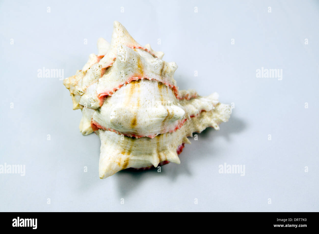 Mediterranean seashells hi-res stock photography and images - Alamy