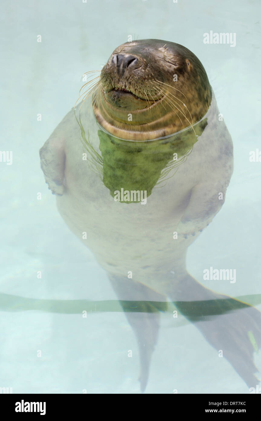 Smug seal hi-res stock photography and images - Alamy