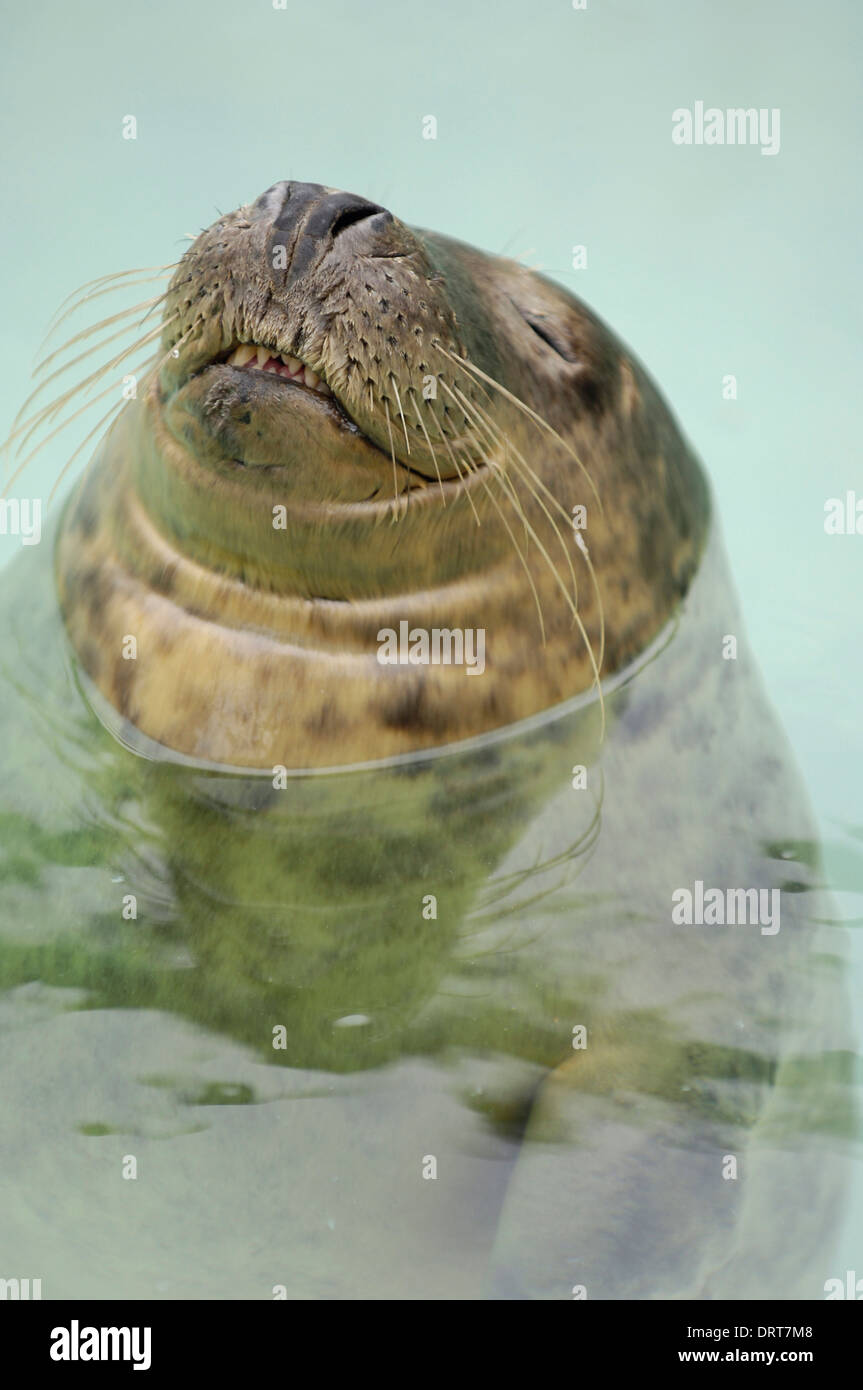 Smug seal hi-res stock photography and images - Alamy