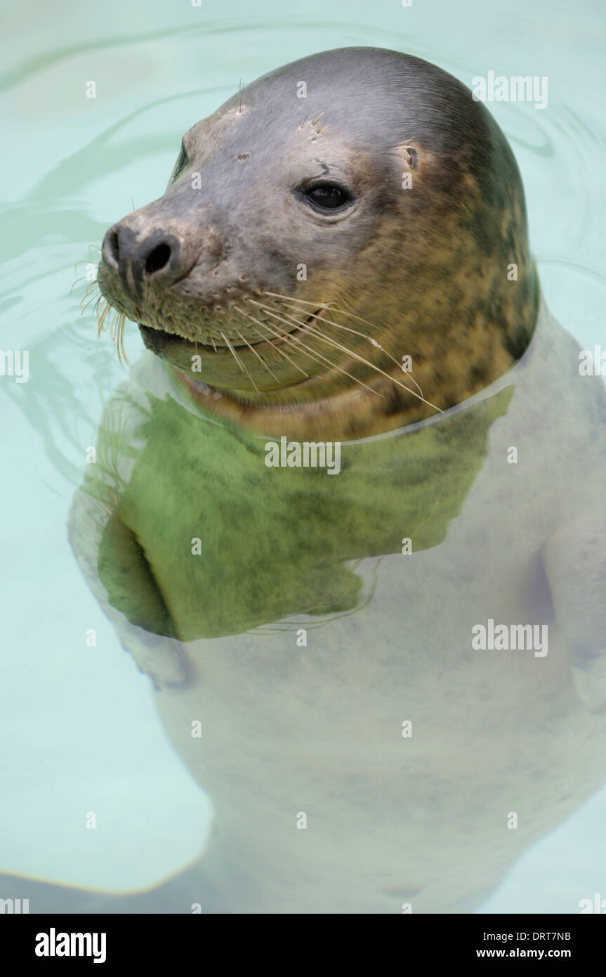 Smug seal hi-res stock photography and images - Alamy
