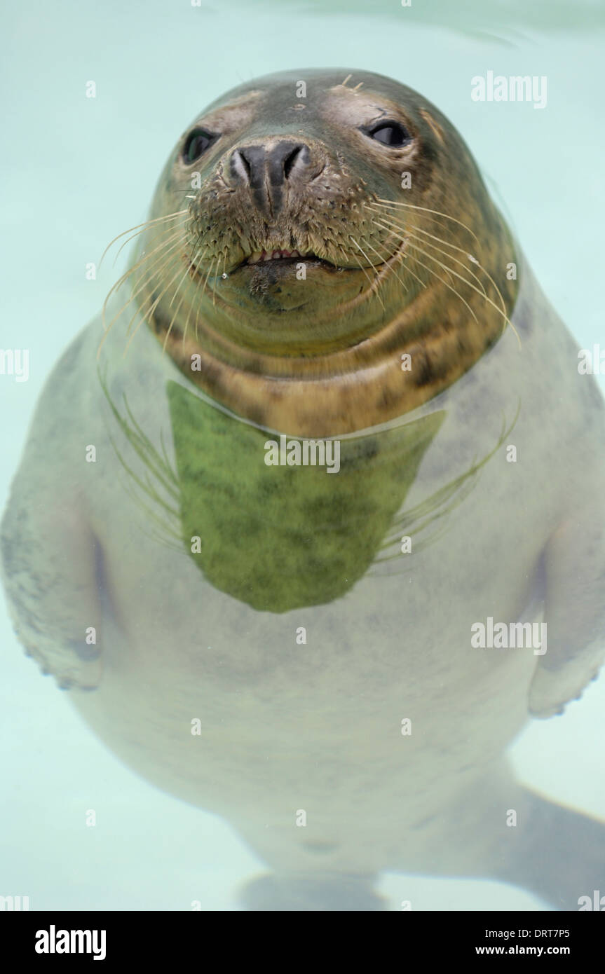 Smug seal hi-res stock photography and images - Alamy