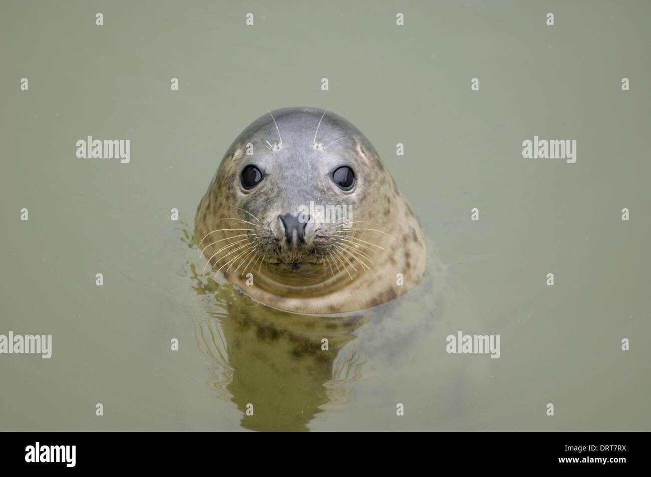 Smug seal hi-res stock photography and images - Alamy