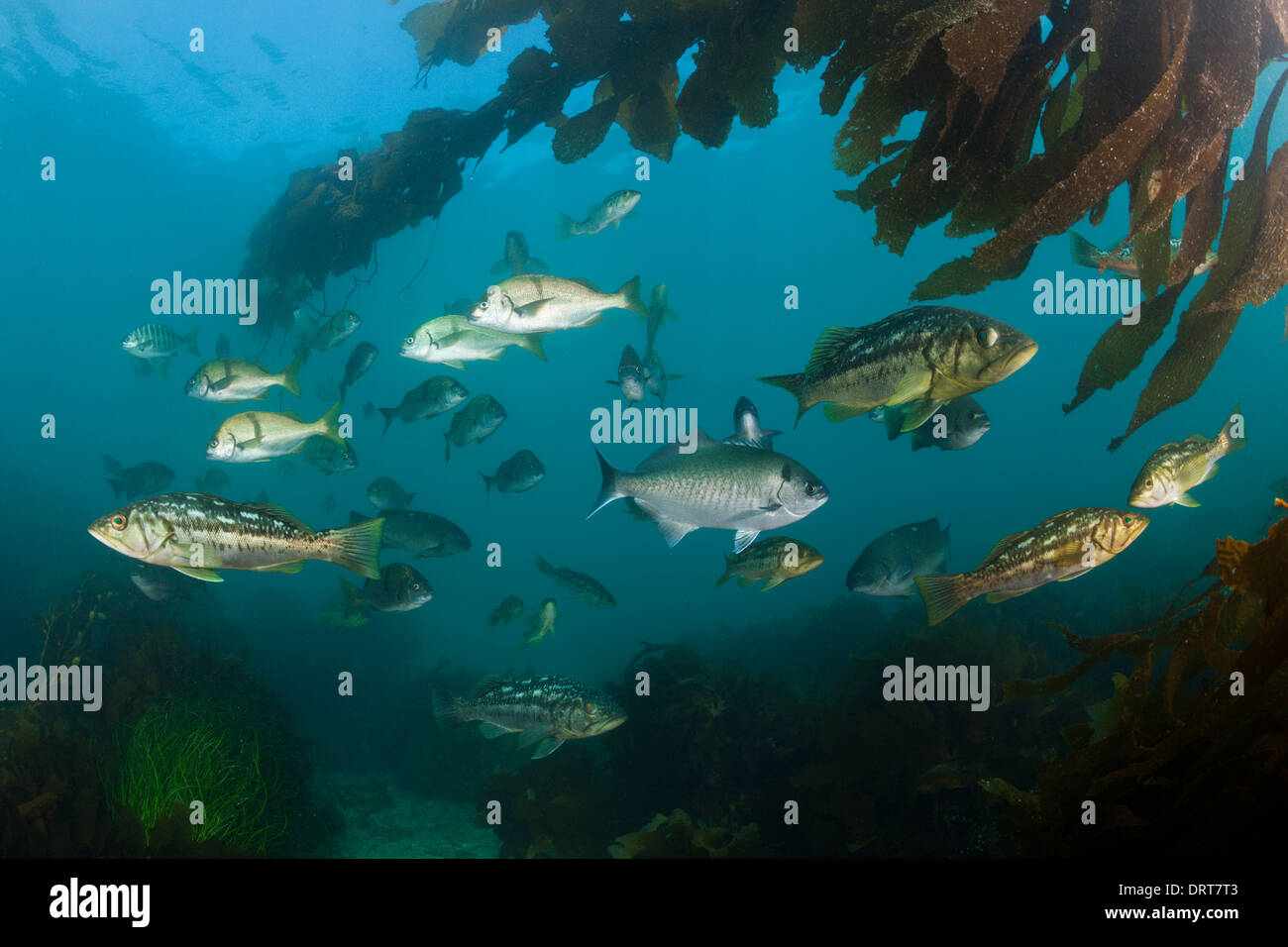 Calico Bass Underwater