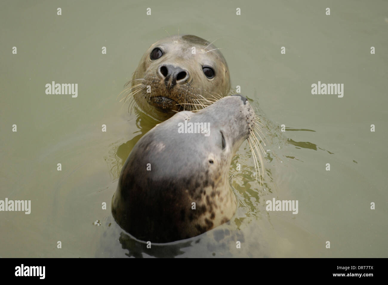 Smug seal hi-res stock photography and images - Alamy