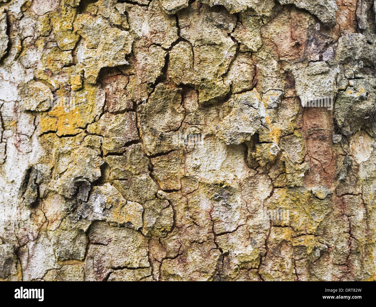 Bark husk hi-res stock photography and images - Alamy