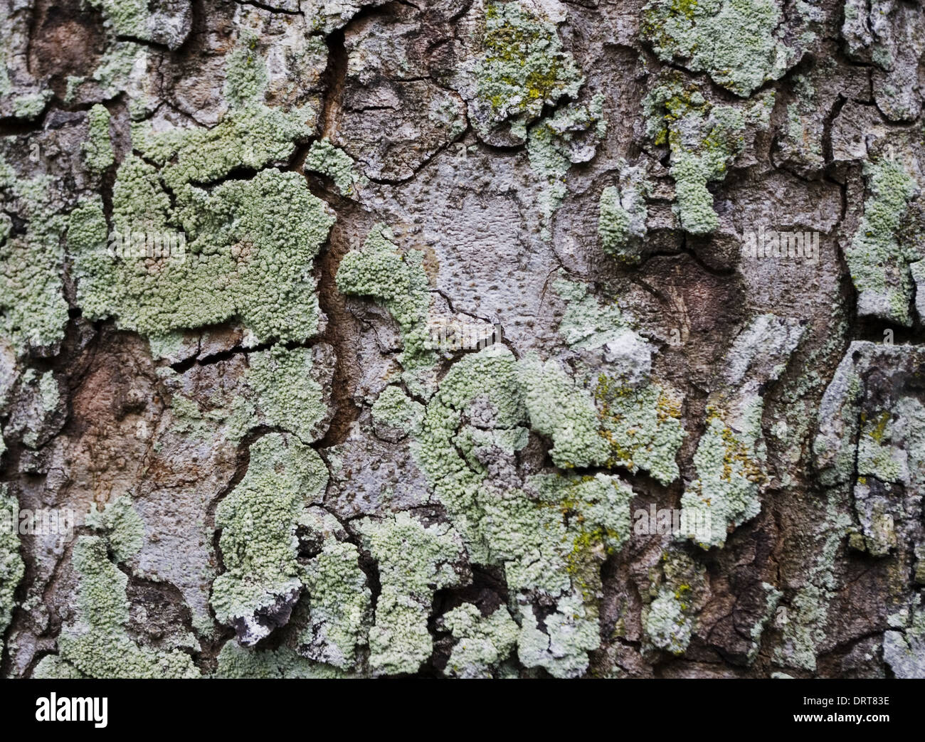 a close up of tree bark Stock Photo - Alamy