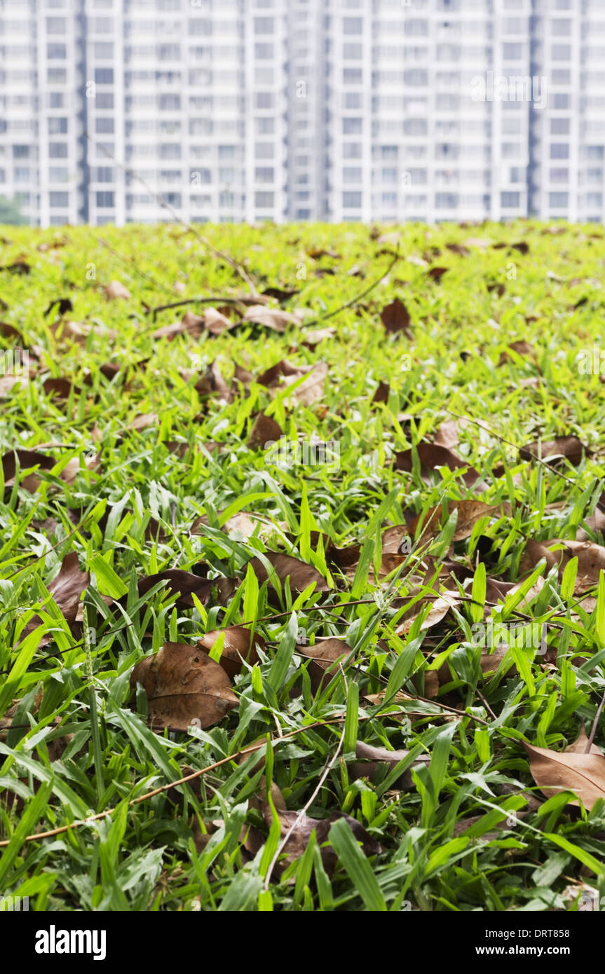 grass field foreground Stock Photo - Alamy