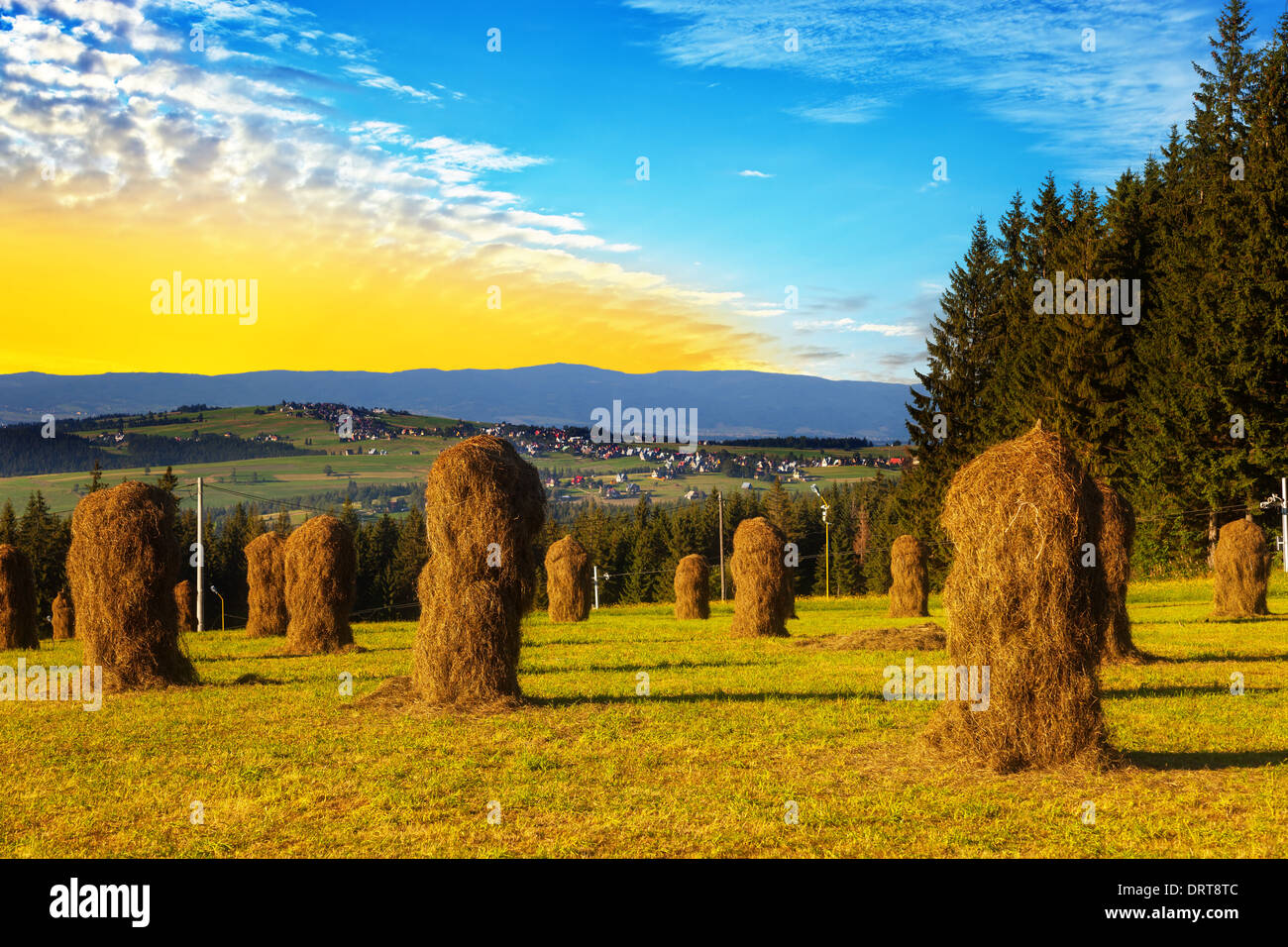 Dry Wheat Bundles High Resolution Stock Photography and Images - Alamy