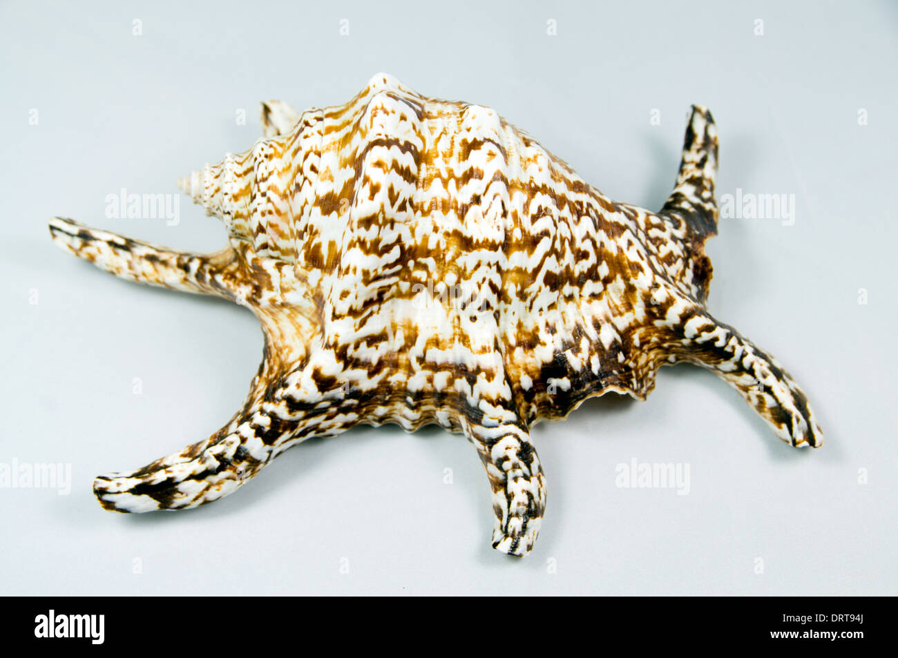 Molluscs of europe hi-res stock photography and images - Alamy