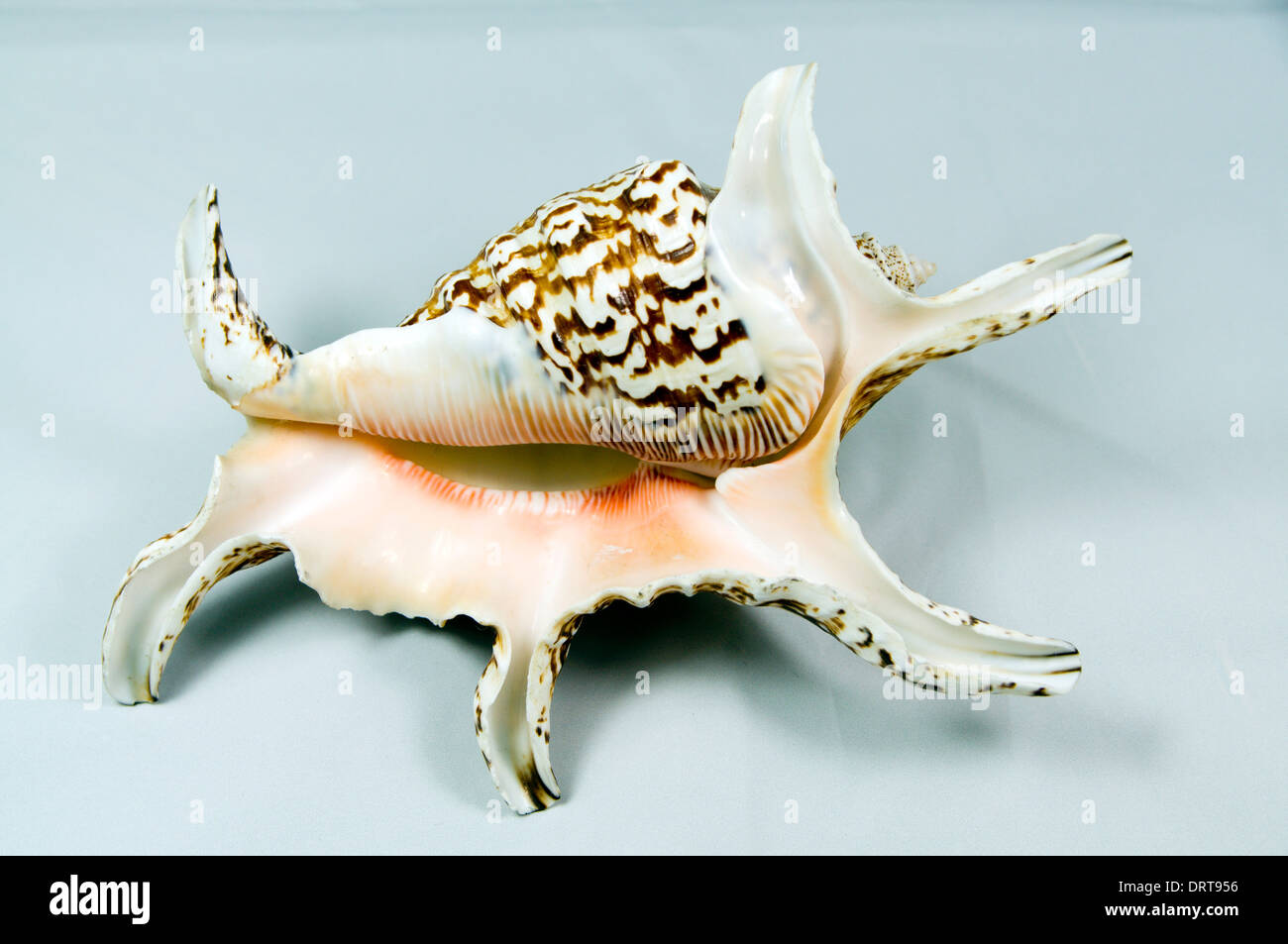 Seashells hi-res stock photography and images - Alamy