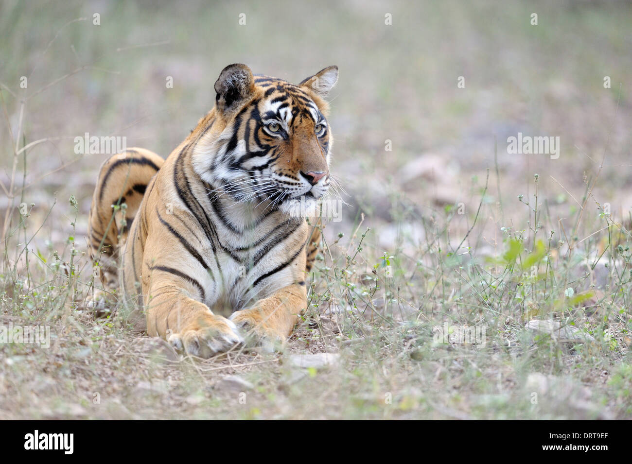 Adult male bengal tiger front view hi-res stock photography and images ...